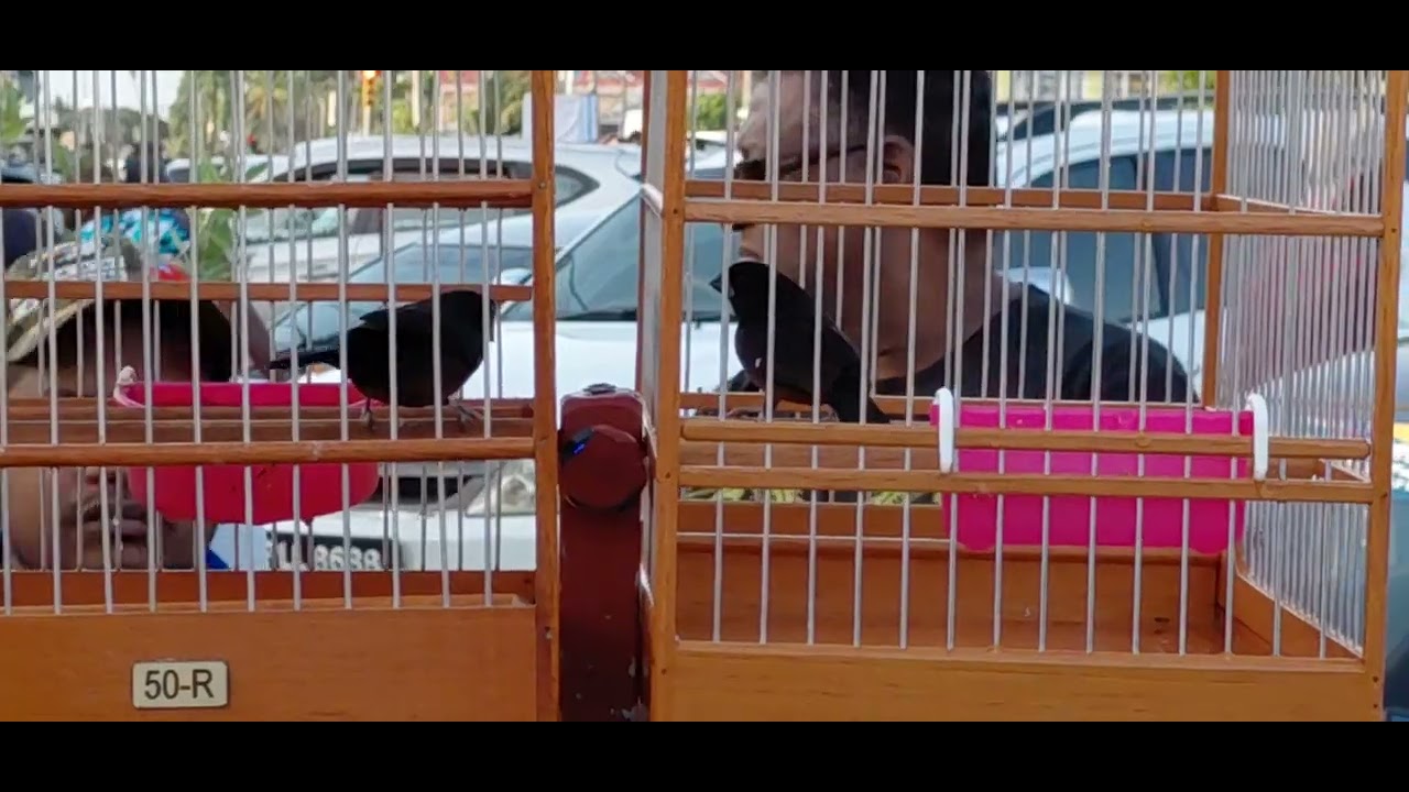 Sunil Vs Ryan Towa Towa Bird Race @ Lusignan - 1st February 2026 - YouTube