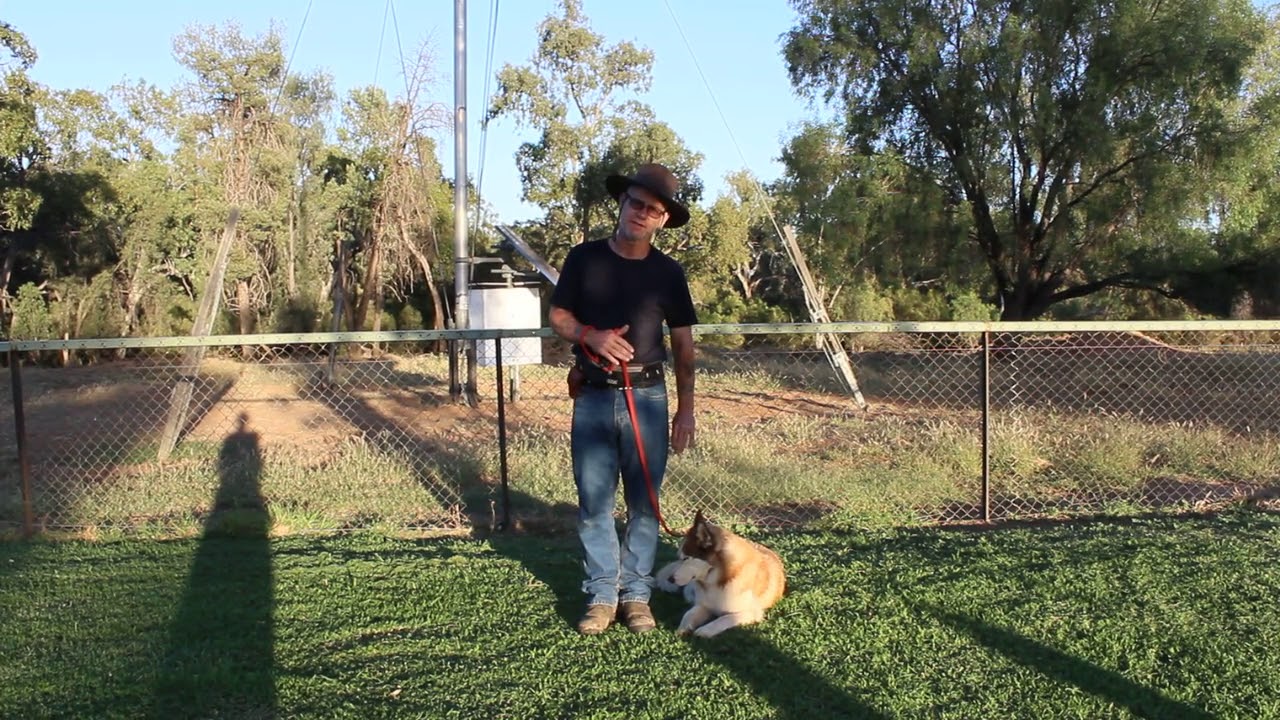 Stop Pulling And Basic Leash Techniques 09 - Catch Up - YouTube