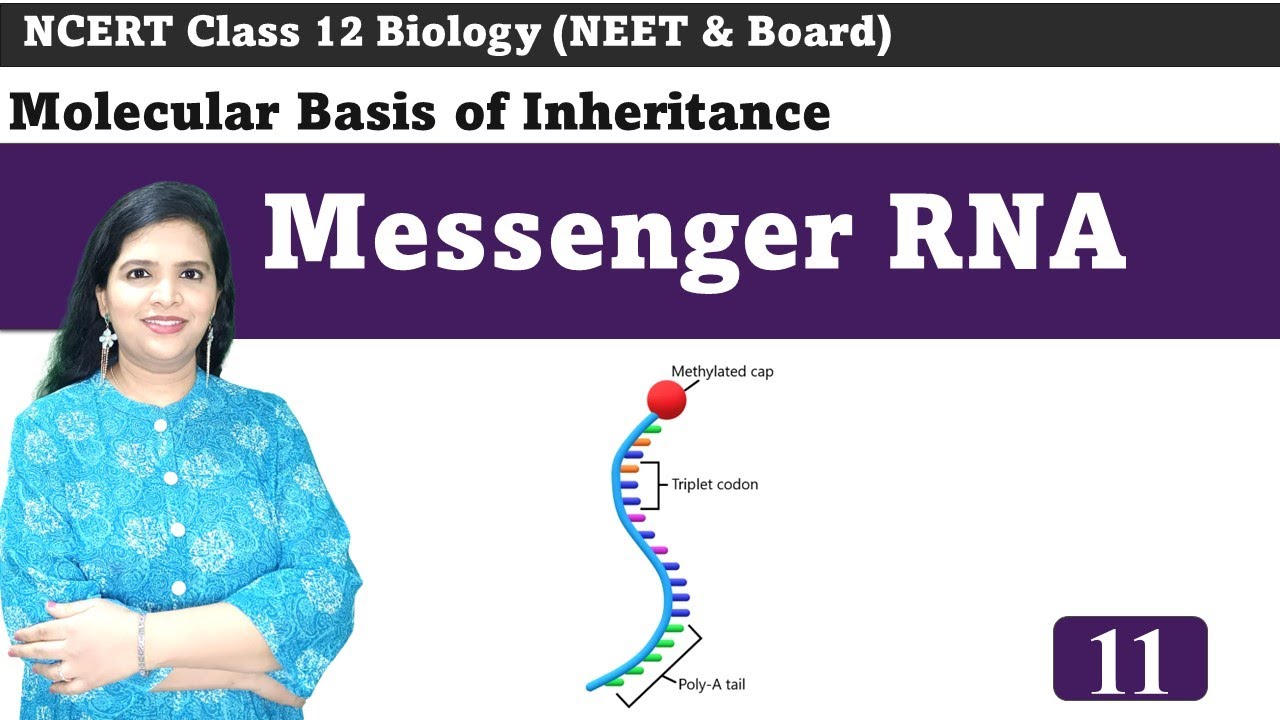 Messenger RNA - Structure and Functions - YouTube
