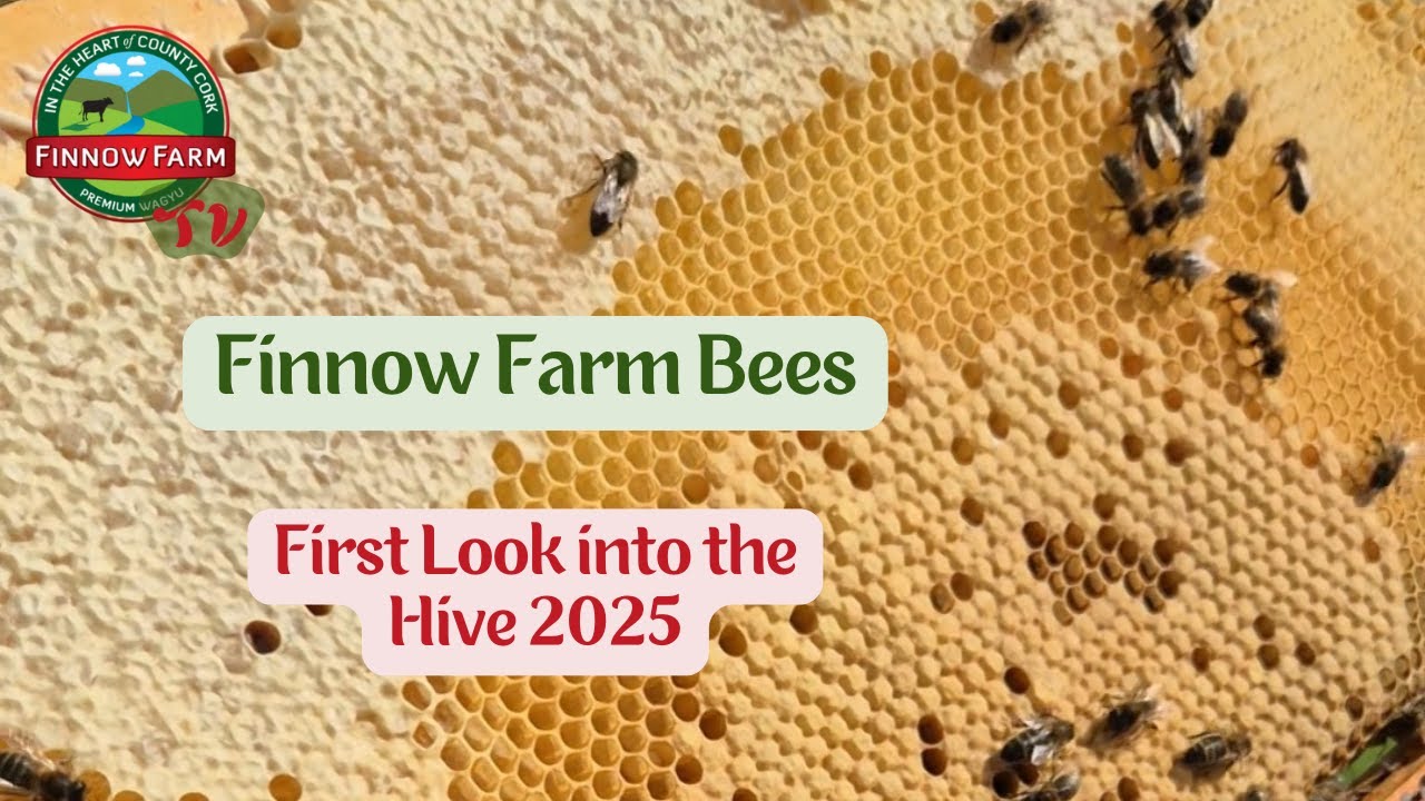 Hive Inspection July 2025: Beekeeping in Ireland - YouTube
