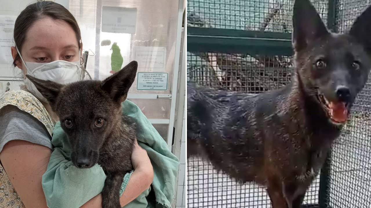 First Known Dog-Fox Hybrid Discovered In Brazil - YouTube