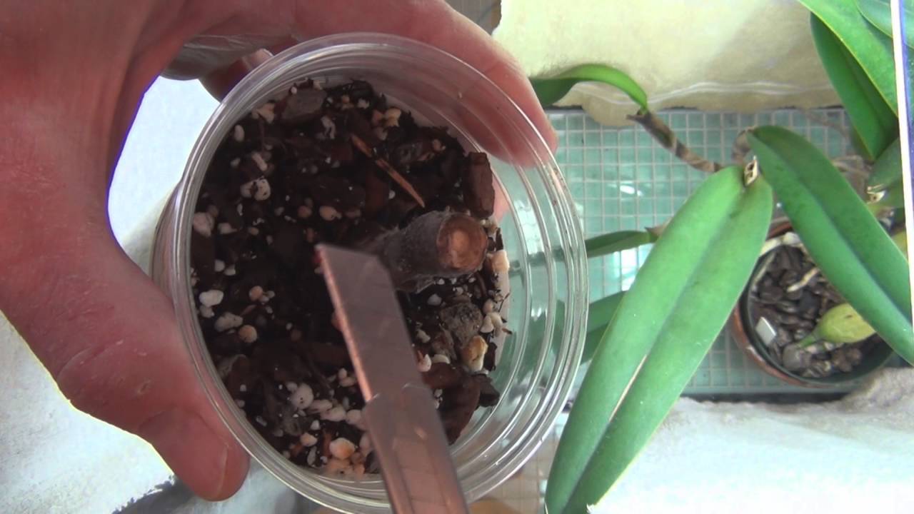 Ponte Tresa Fig Tree Up Potting - YouTube