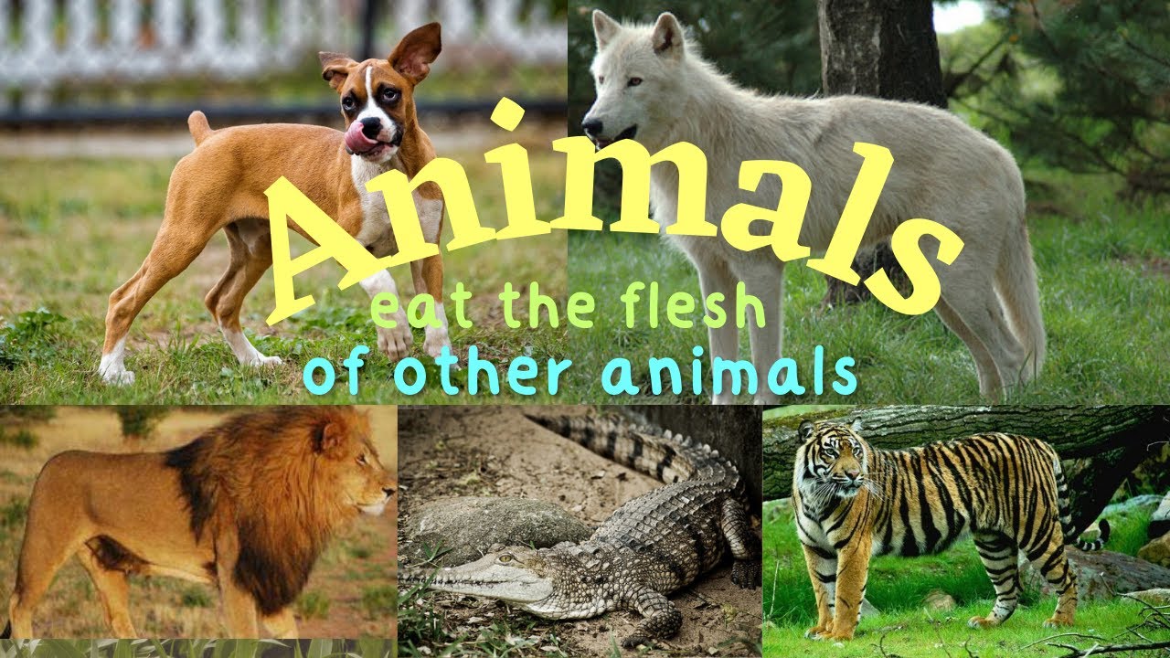 Animals eat the Flesh of other animals - YouTube