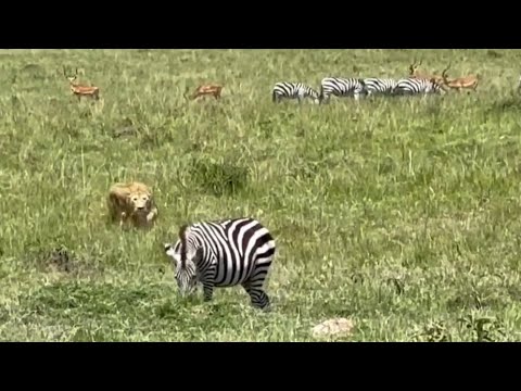 lioness attacking zebra behind back video - YouTube
