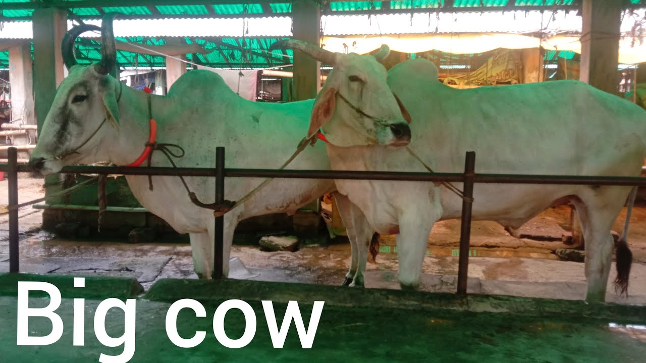 pagla guro paglami 2021! Agray cow in Bangladesh ! pagla guro 2021 ...