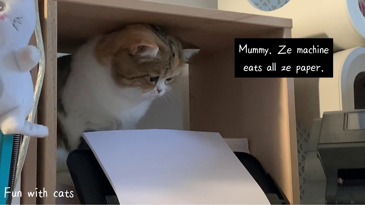Cat vs Printer ! Fumiko trying to understand how the printer is eating ...