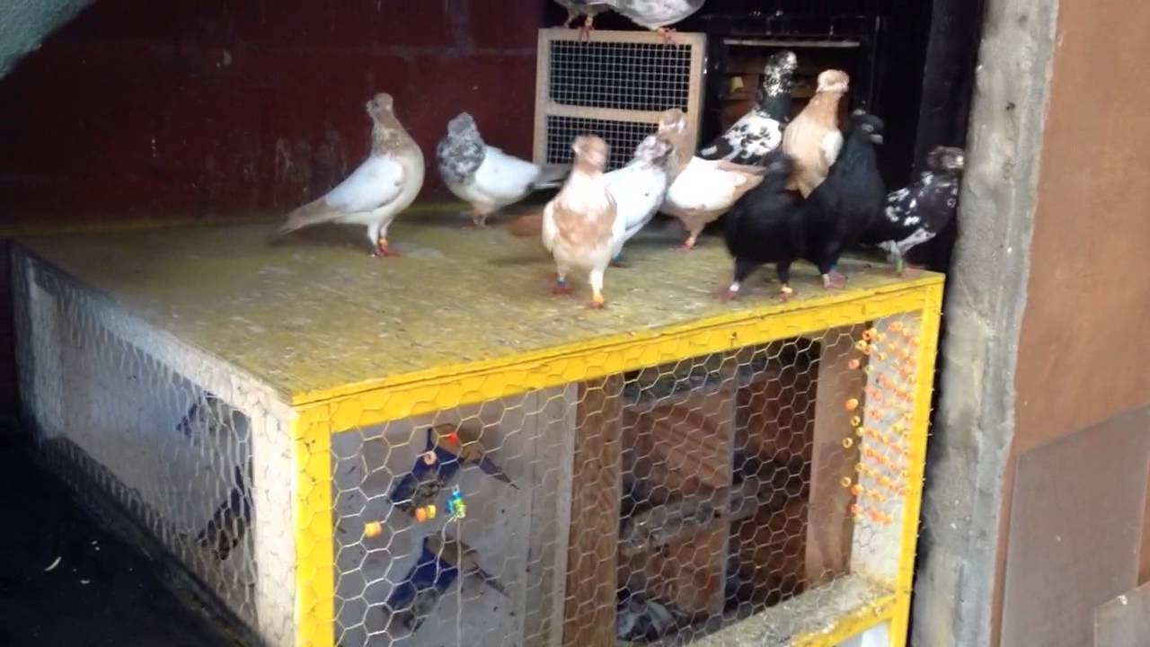 RALPHIE'S TIPPLER CAPS BRONX NY. PAINTING THE COOP 1" - YouTube