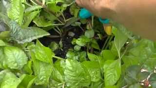 Spilanthes Toothache Plant Harvesting & Drying