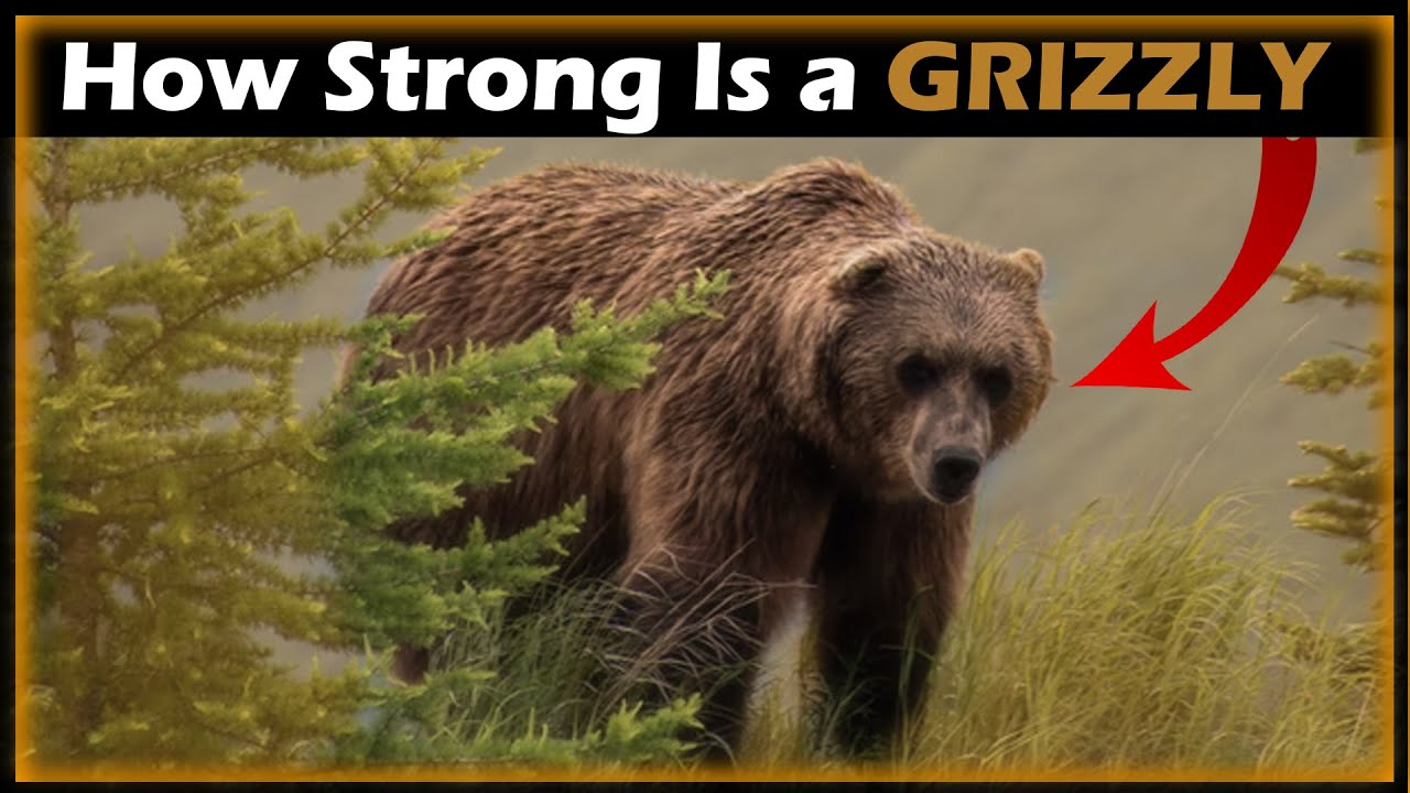 How Strong is a Grizzly Bear? - YouTube
