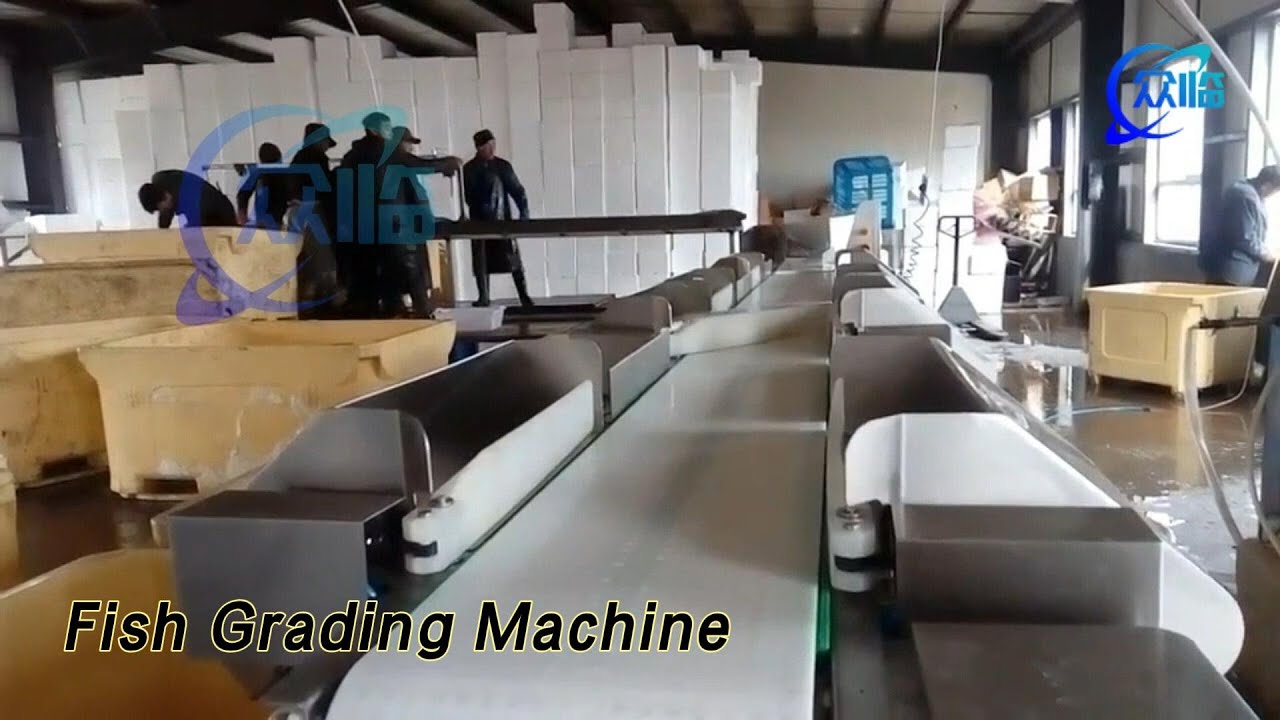 Computer Control Fish Grading Machine Sorting 1.3KW Stainless Steel 304 ...