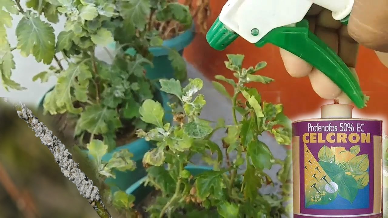 Mealy Bugs से Hibiscus को कैसे बचायें? || Chemical pesticide for ...