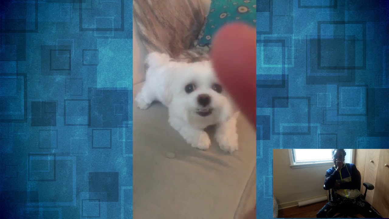 Dogs Hates Middle Finger REACTION. HILARIOUS - YouTube