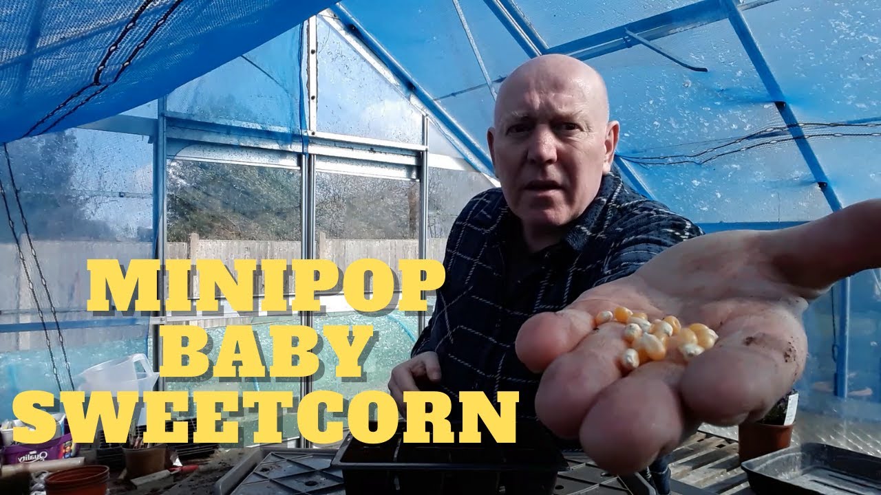 Baby Sweetcorn Minipop [Allotment Gardening UK] [Home Growing Veg ...
