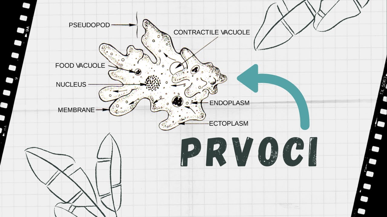 Přírodopis - prvoci (nálevníci, bičíkovci, kořenonožci) - YouTube