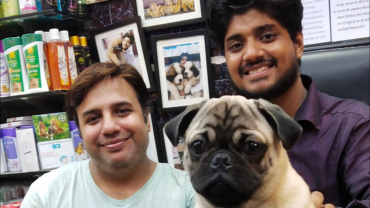 PUG INFORMATION & CUSTOMER FEEDBACK CALL 9369347740 / 7275863266 - YouTube