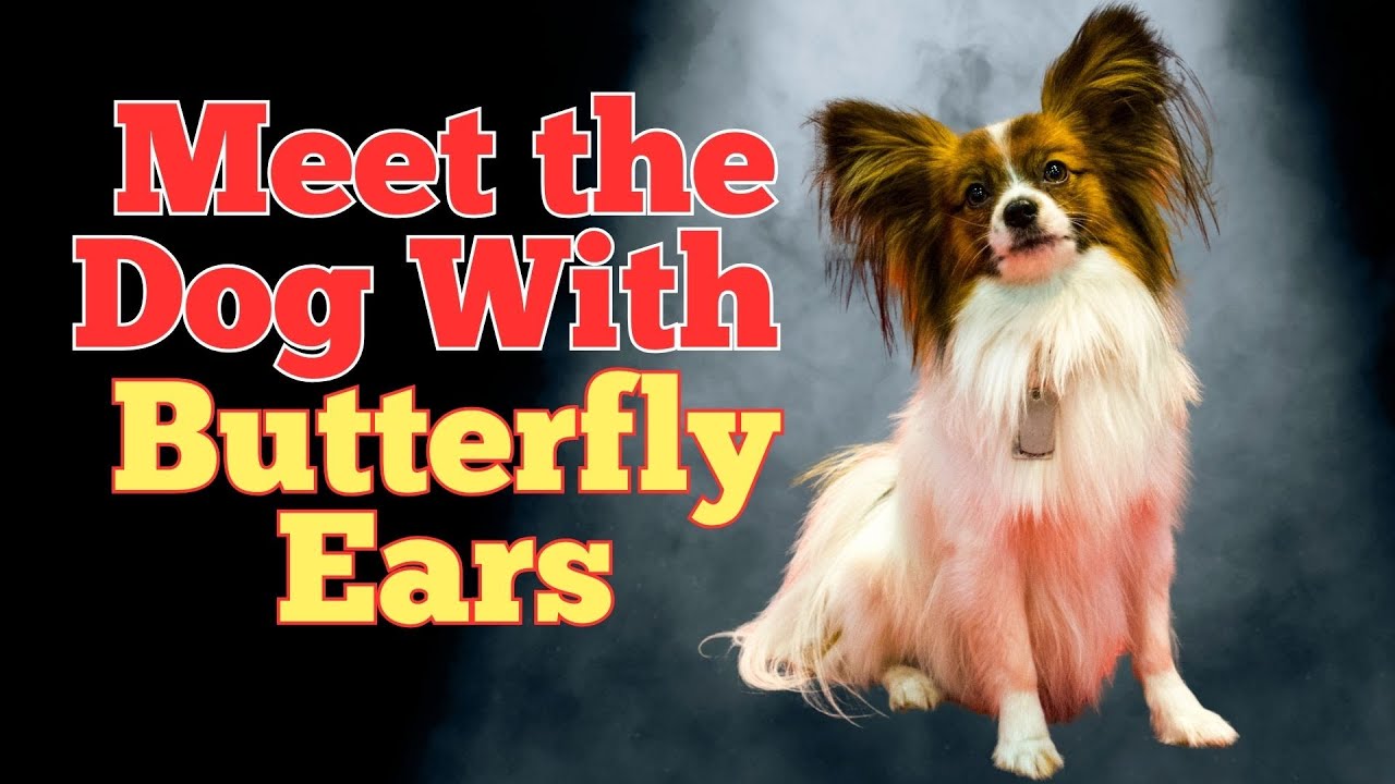 Butterfly Ears and Big Hearts: The Story of the Papillon - YouTube