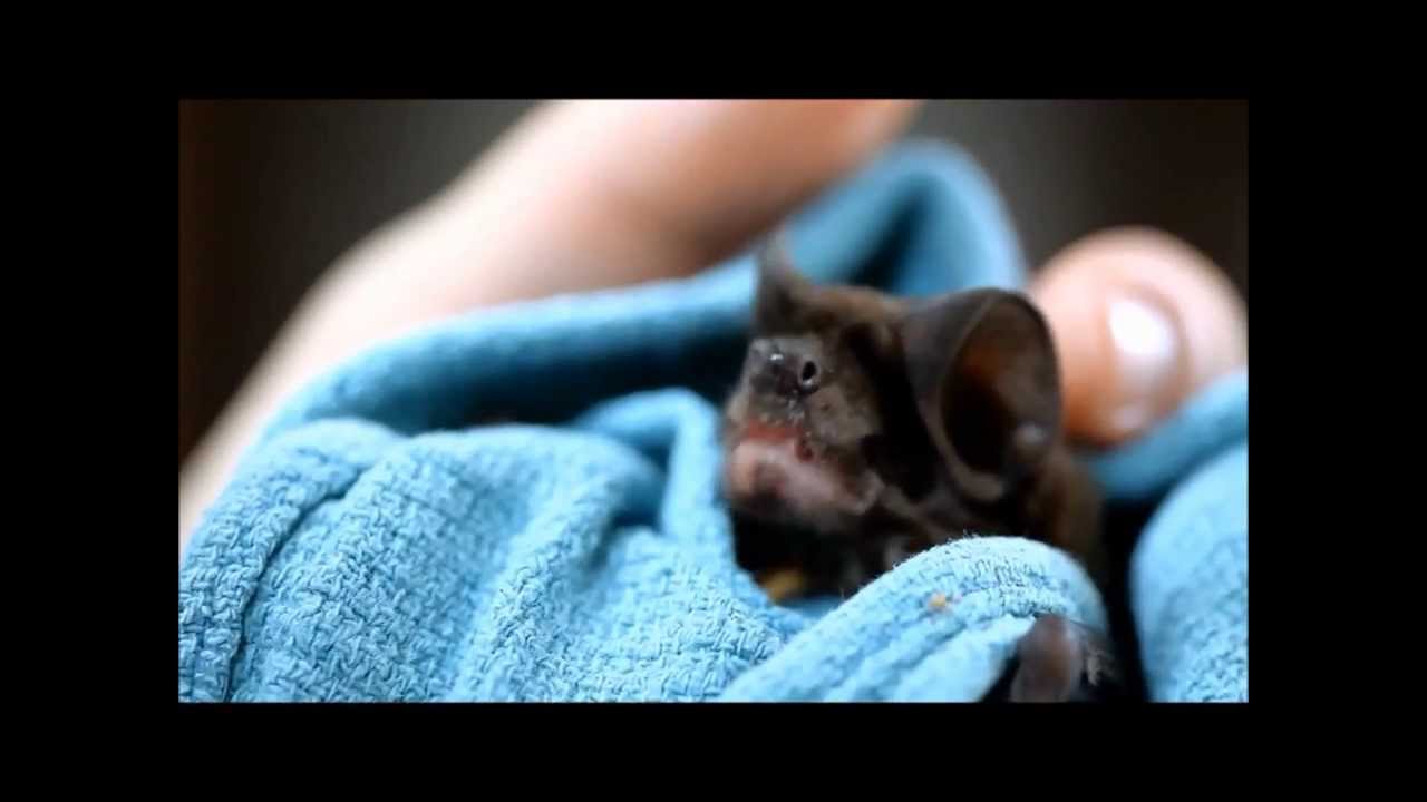 Zoo Miami's Florida Bonneted Bat Programs - YouTube