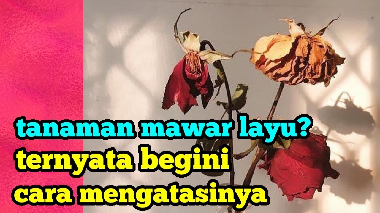 tanaman mawar layu? ternyata begini cara mengatasinya - YouTube