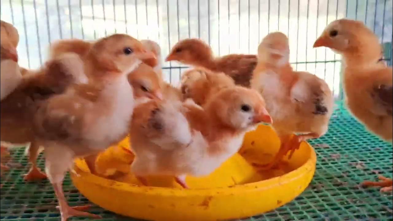 pakan ayam sekala Rumahan - YouTube