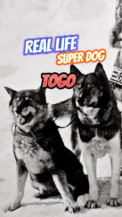 Togo: The Hero Dog Who Saved an Alaskan Town in 1925 - YouTube