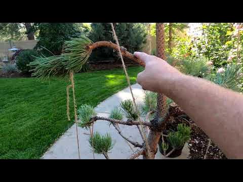 Pruning and Shaping Austrian (European Black) Pine Trees in my Japanese ...