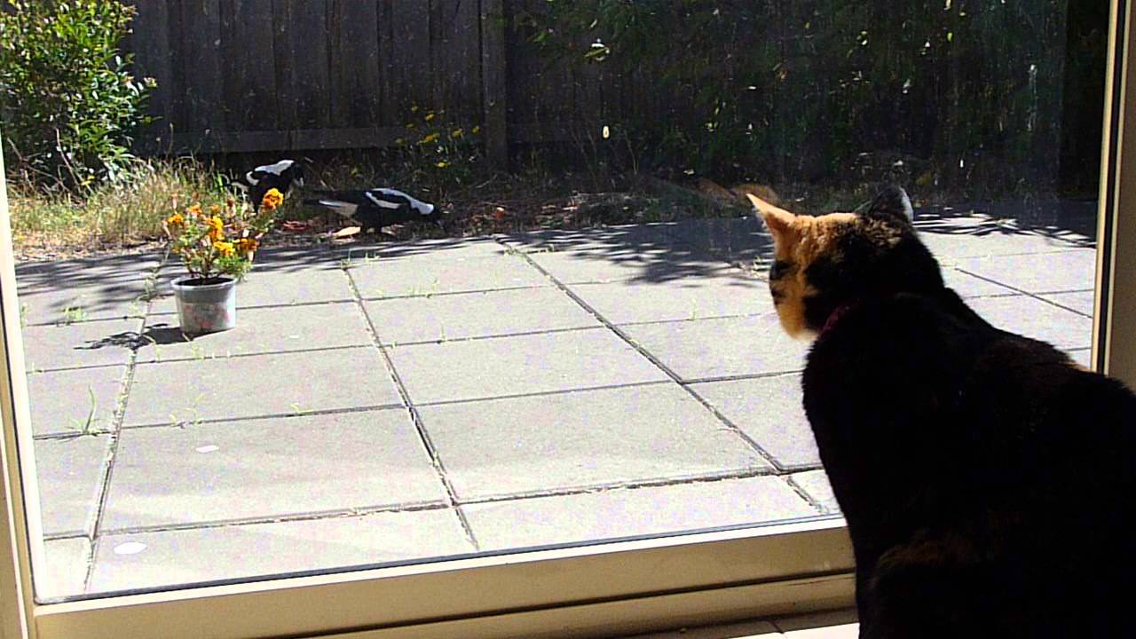Knackers and her Bird Meow - YouTube