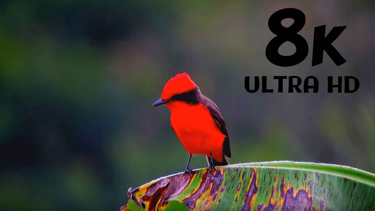 Red Bird 8K UHD Screensaver Short Version Video - YouTube