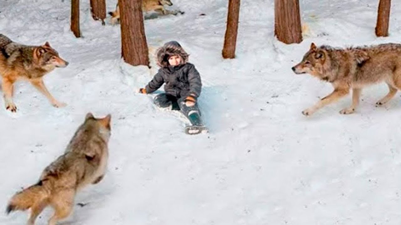Un Paquete De Lobos Hambrientos Rodeó Al Niño, ¡Lo Que Sucedió Después ...