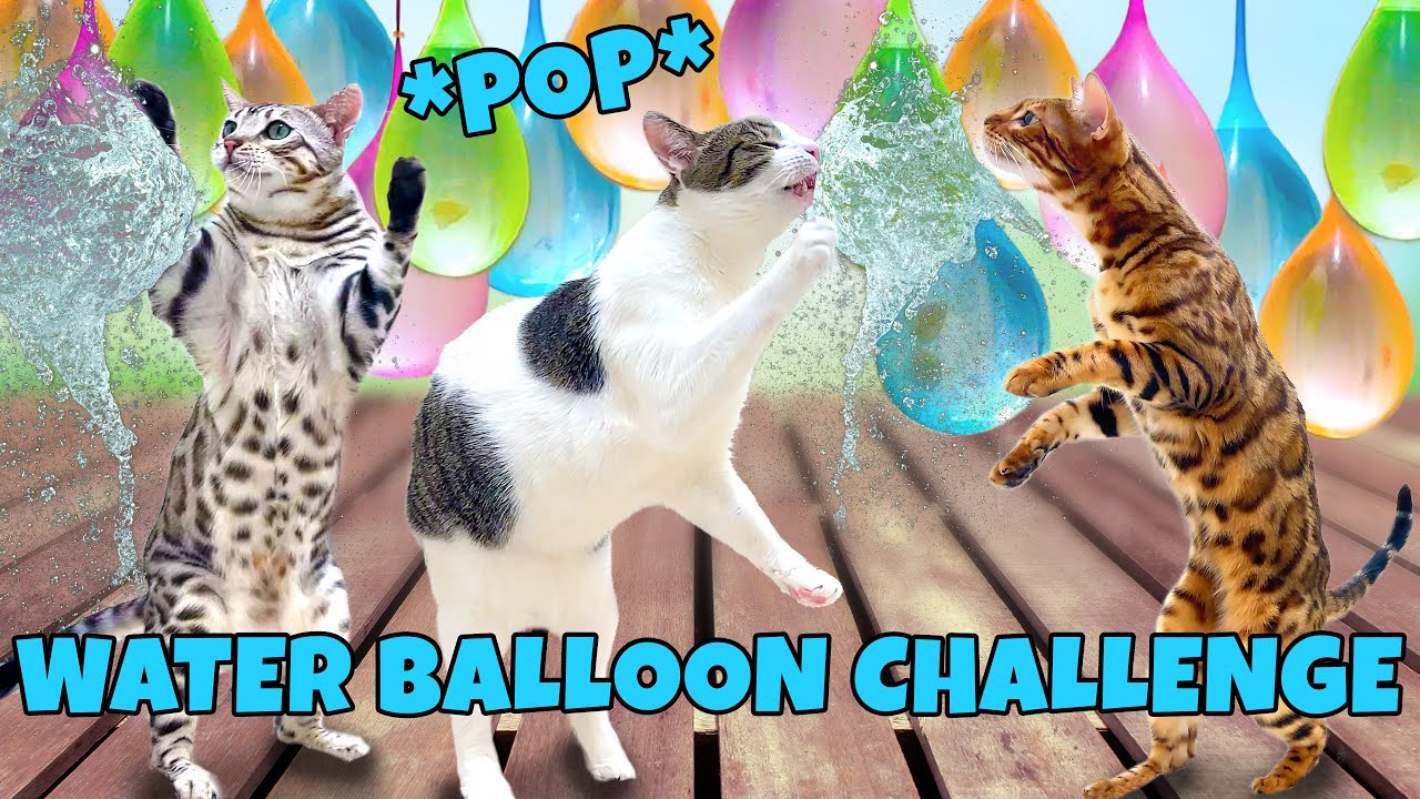 Cats Vs Hanging Water Balloons Challenge (Original Video) - YouTube