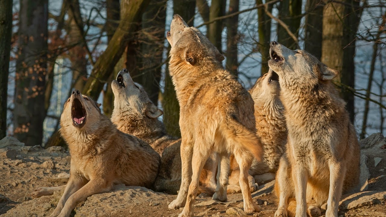 Wolf Howling Facts | Why Wolves Howl | Wolf Howling Completion-2024 ...