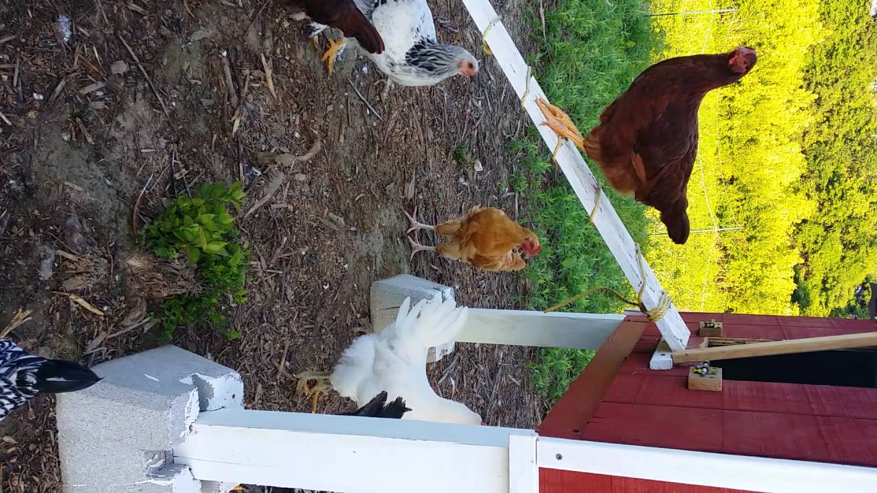 Buff Orpington Rooster Crow at 12 weeks - YouTube