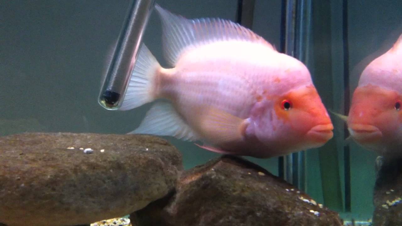 My 4x2x2 tank - YouTube