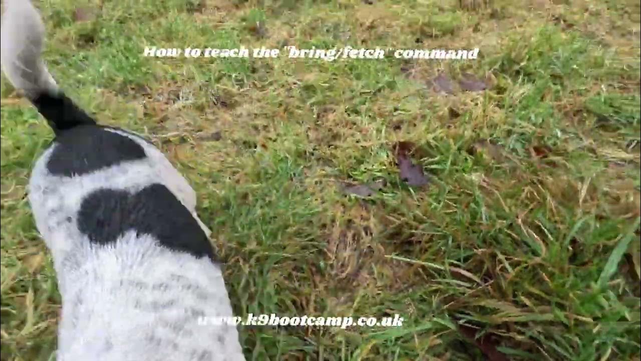 How to teach the "bring/fetch" command - YouTube