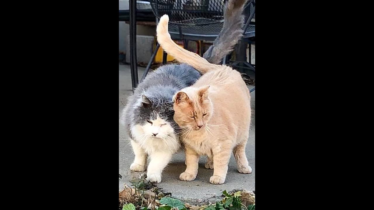 LFFAC Programs and Cat Health Care SD 480p - YouTube