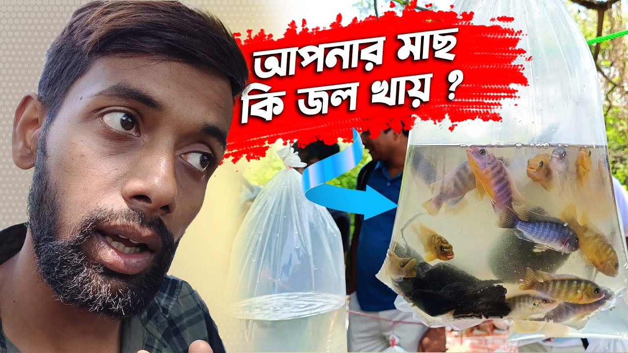 RECENT AQUARIUM FISH PRICE UPDATE | KONNAGAR FISH MARKET HOOGHLY ...