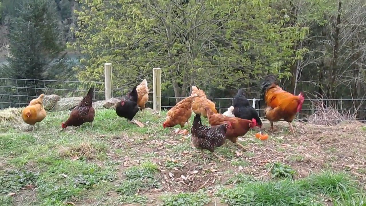 Chickens help to eat bugs in the garden (Please read description ...