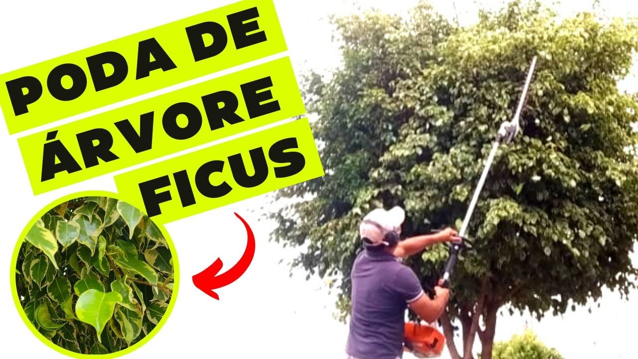 PODA DE ÁRVORE - Como Podar Árvore Ficus - Dia Dia do Jardineiro - YouTube