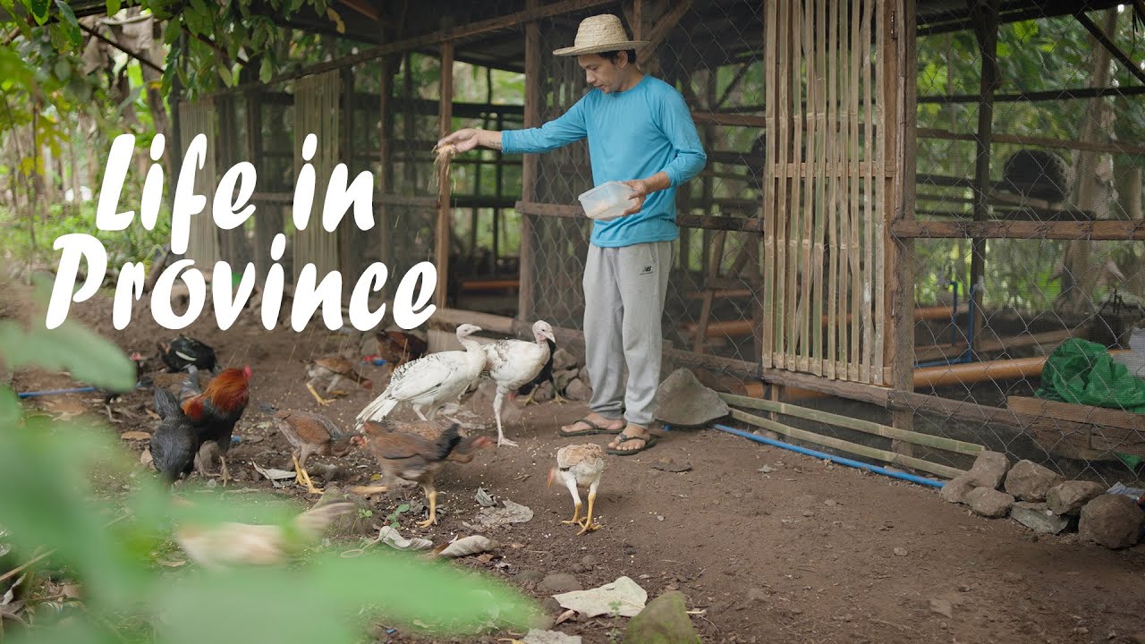 Cooking Native Chicken in Countryside - YouTube