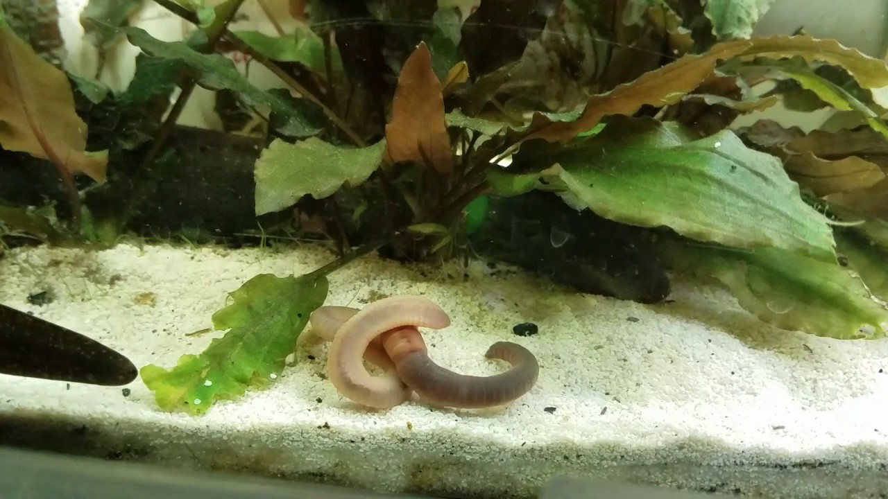 Siren Intermedia Lesser Siren - YouTube