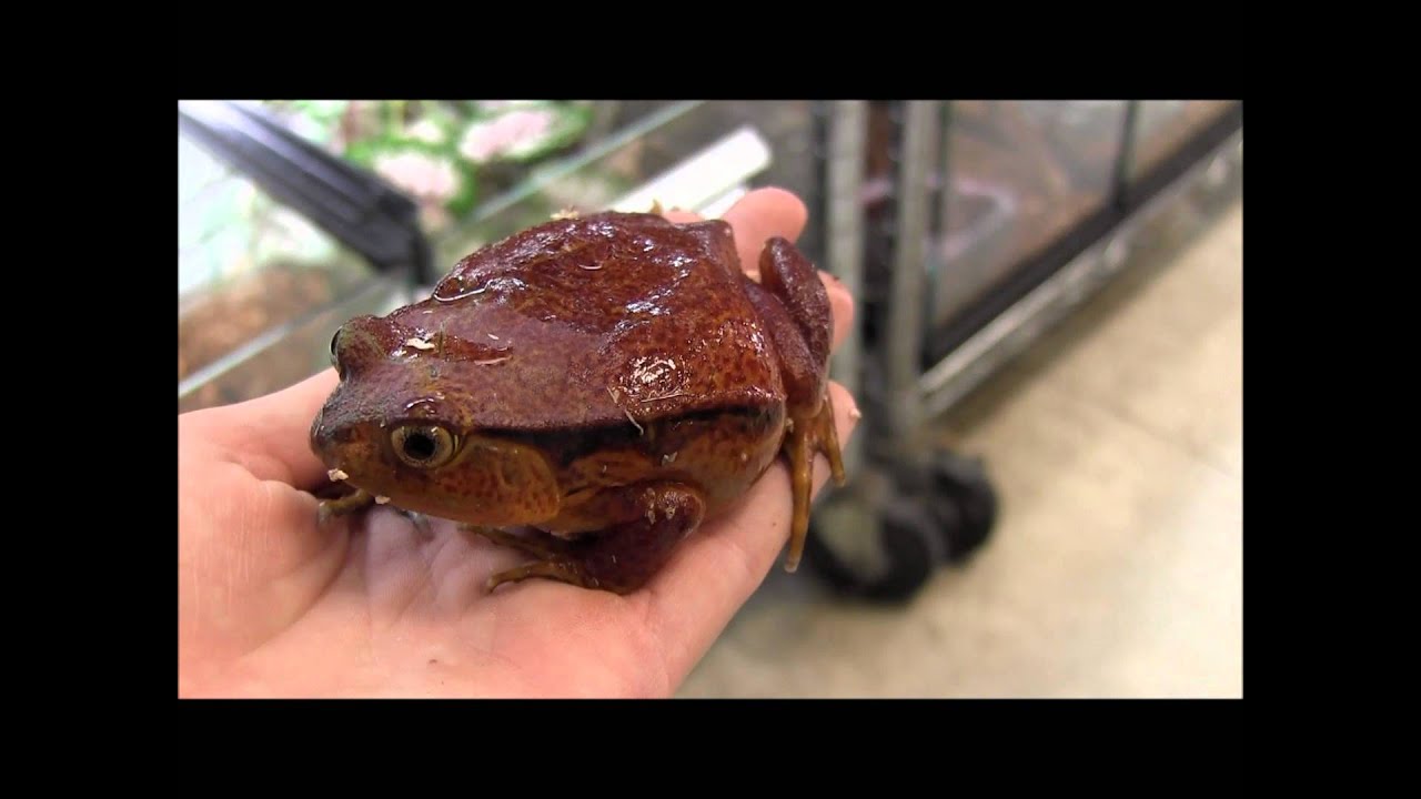 Adult Tomato Frogs - YouTube