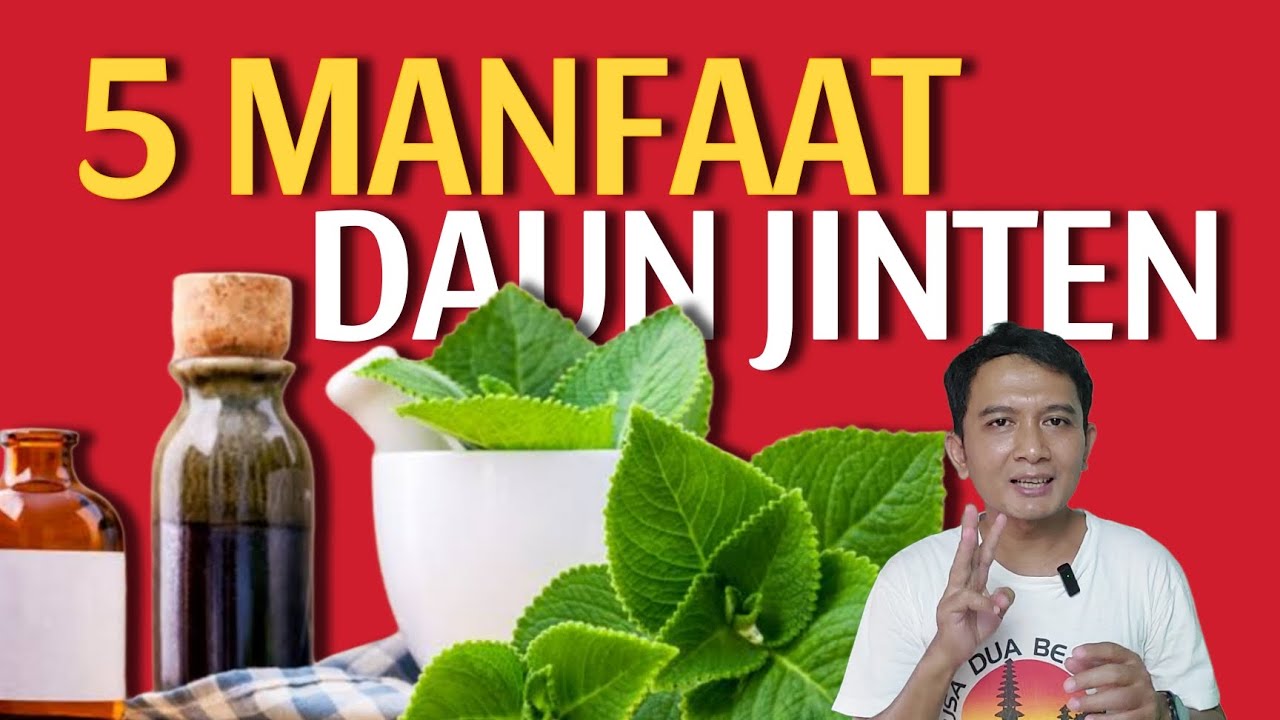 5 MANFAAT DAUN JINTEN YANG BIKIN KAMU SEHAT #jinten - YouTube
