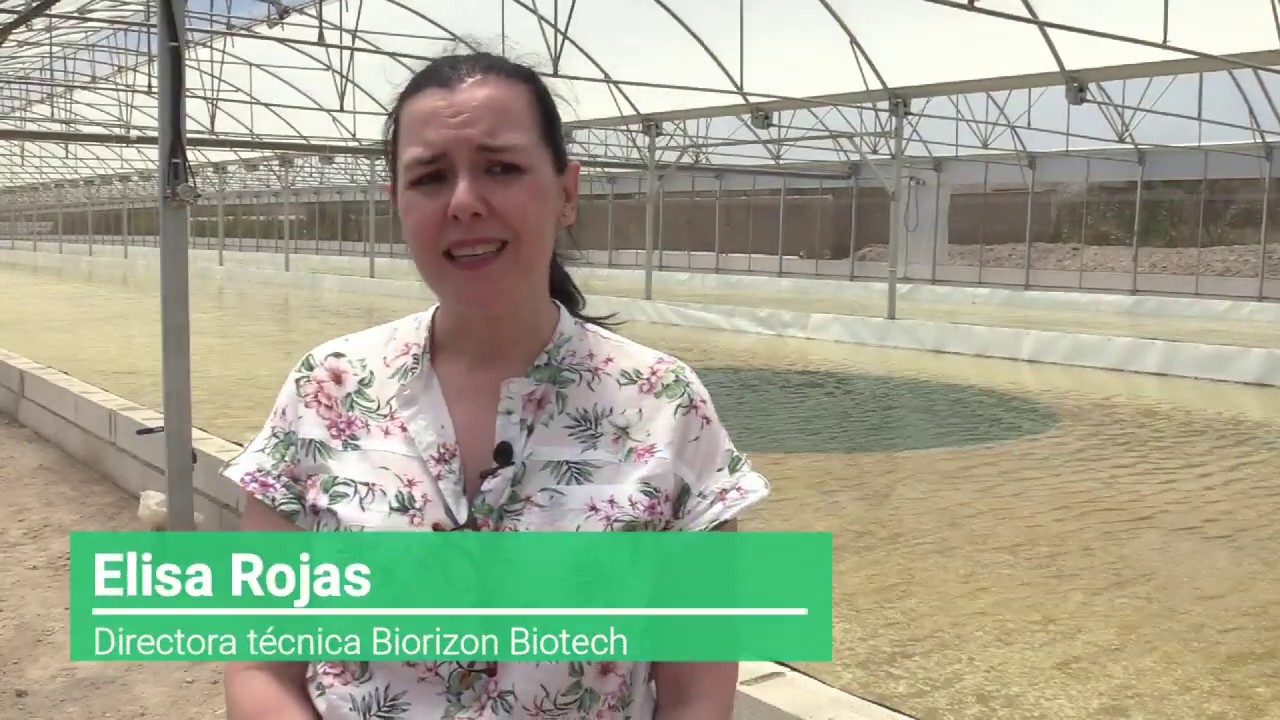 Elisa Rojas, directora técnica de Biorizon Biotech - YouTube