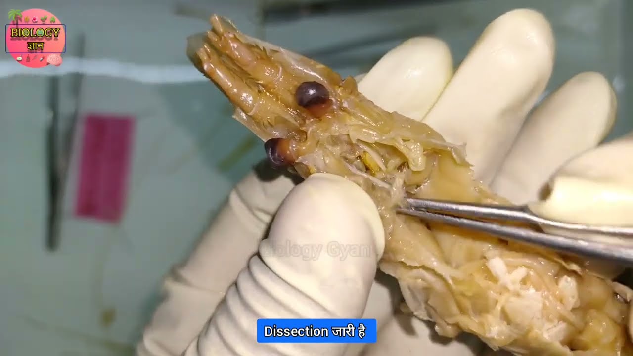 DISSECTION OF PRAWN I NERVOUS SYSTEM #dissection #prawn #nervoussystem ...