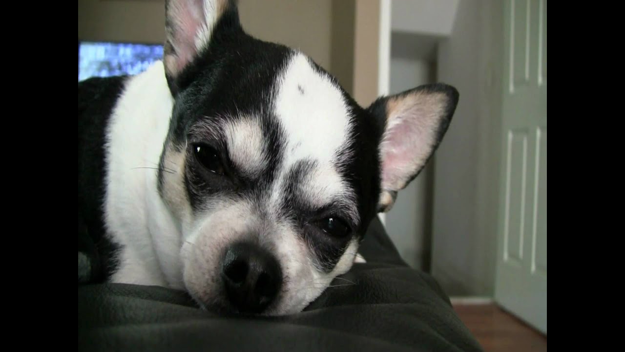 One Tired Chihuahua - YouTube