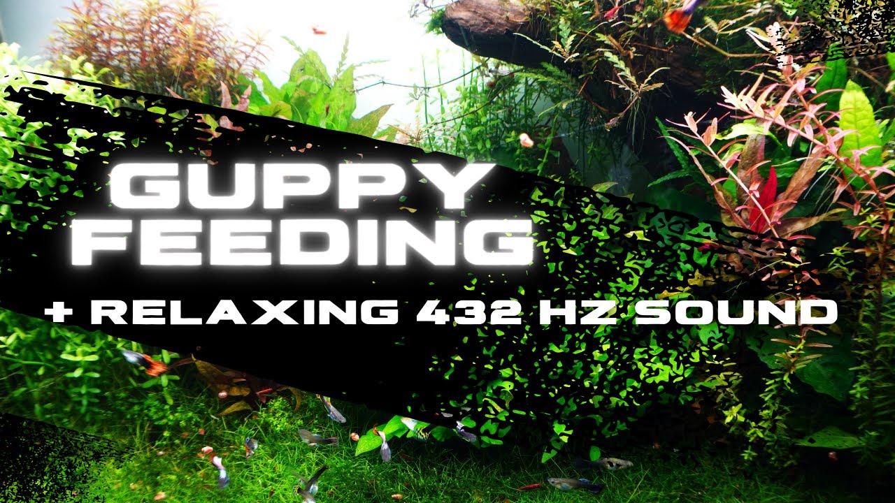 AMAZING GUPPY FEEDING - 20 min Relaxing HD Video - 432 Hz SOUND - YouTube
