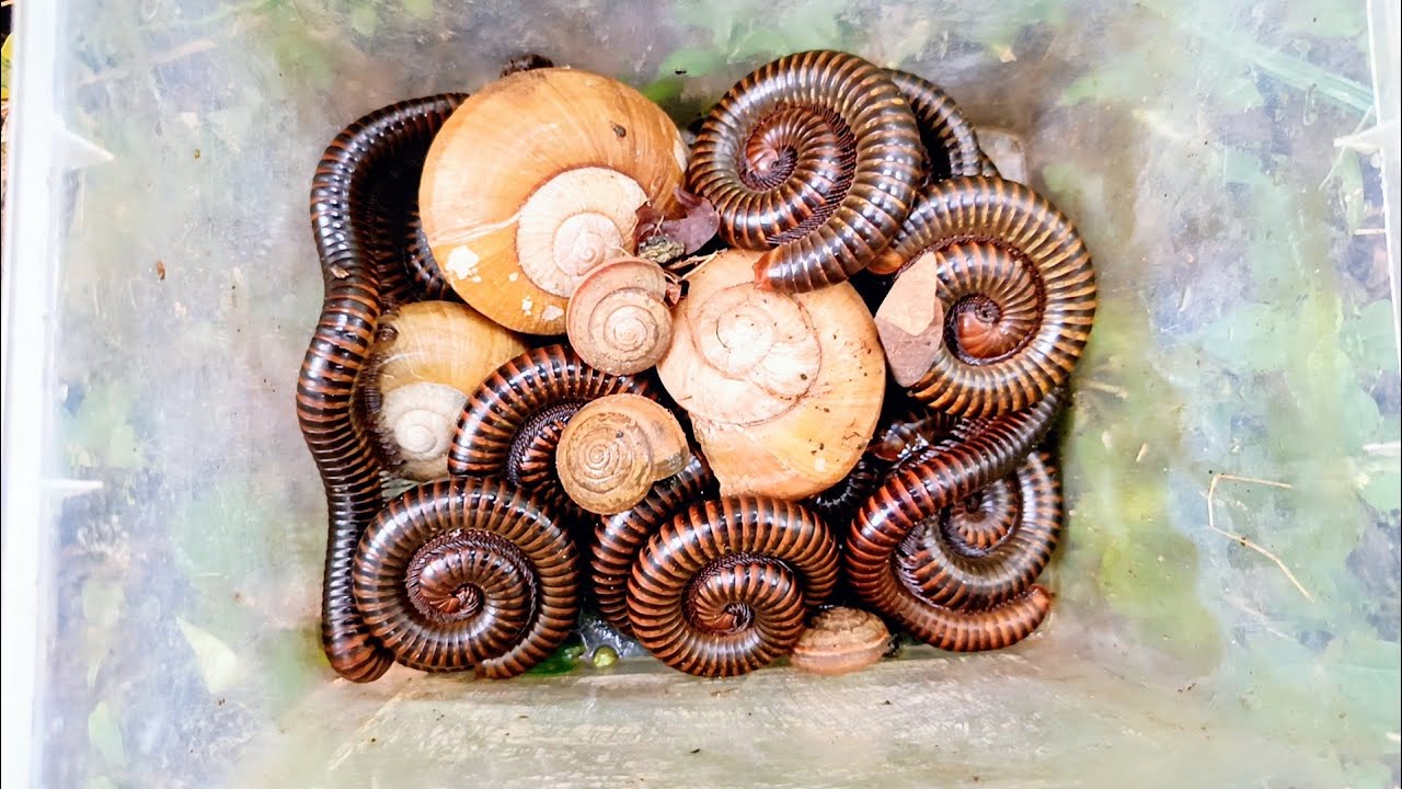 Best catching many tiny snails beautiful red spotted giant millipedes ...