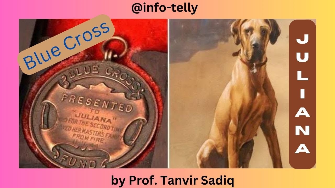 Lobster | Ocean cockroach | Blue Cross | Victoria Cross - YouTube