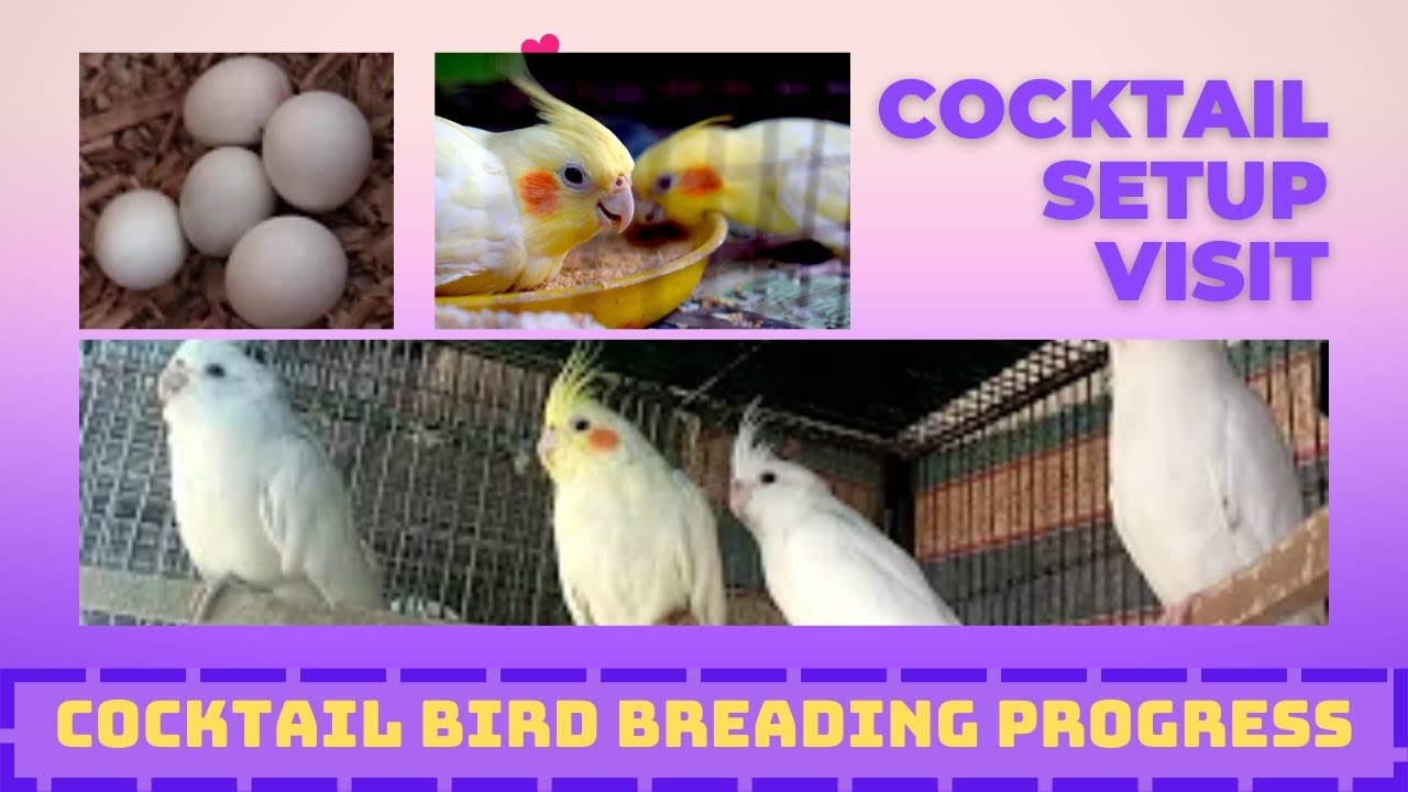 Cocktail Breading Progress ! Cocktail Setup Visit ! Dhamakedar Cocktail ...