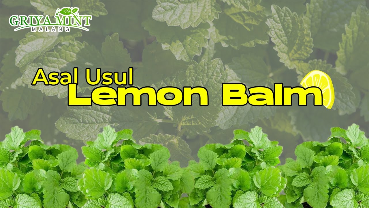 Asal Usul Lemon Balm - Griya Mint Malang - YouTube