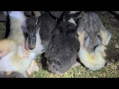 Come and check on the animals with us before they go to bed 🦆 - YouTube